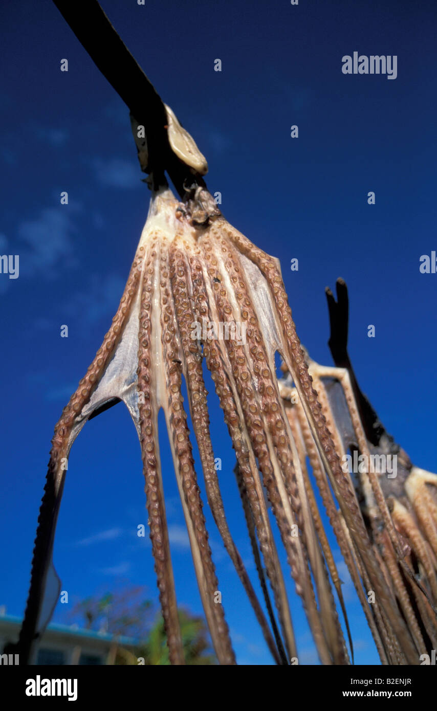 Octopus drying in the sun Stock Photo - Alamy