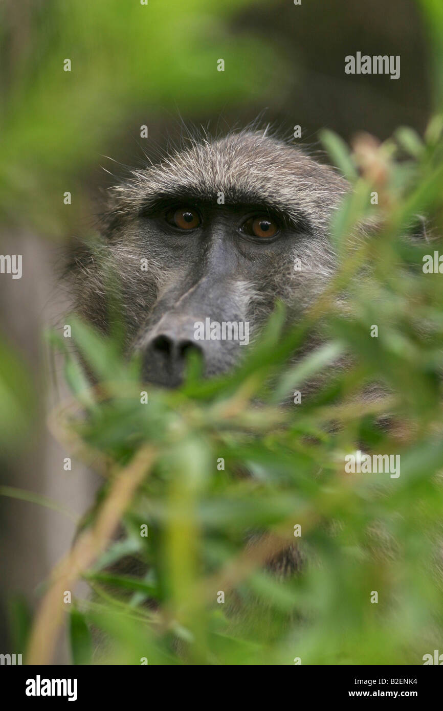 A baboon hiding in thick vegetation on Cape Point Stock Photo - Alamy
