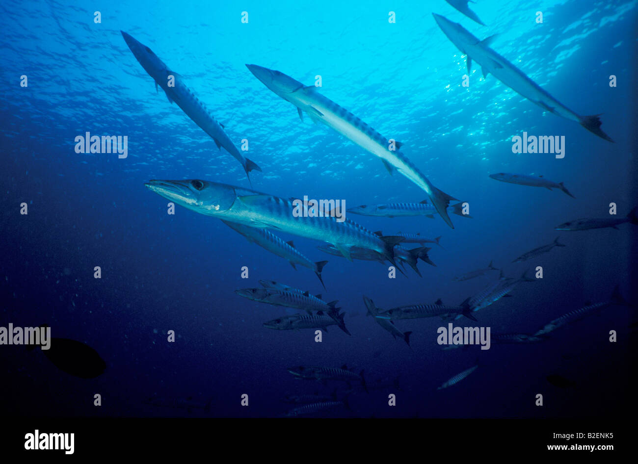 Striped barracuda hi-res stock photography and images - Alamy
