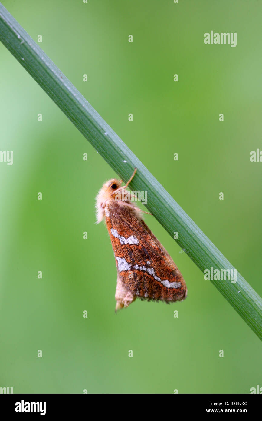 Gold swift moth hi-res stock photography and images - Alamy