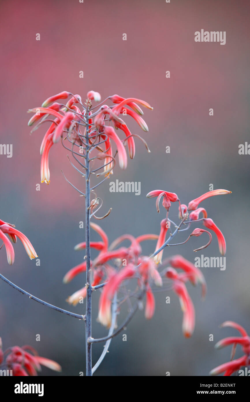 Maria aloe hi-res stock photography and images - Alamy