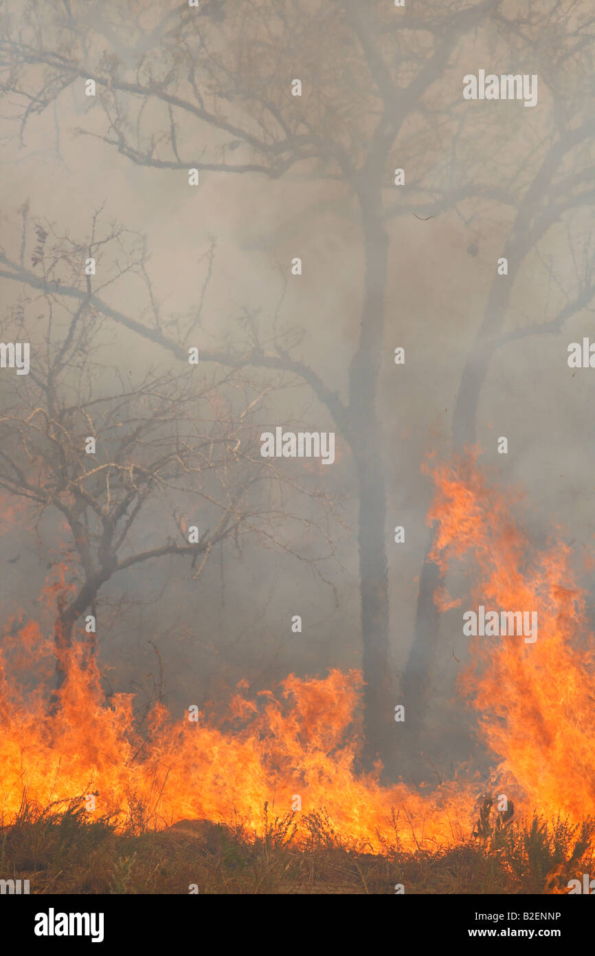 Bush fire during the dry season in the bushveld Stock Photo - Alamy