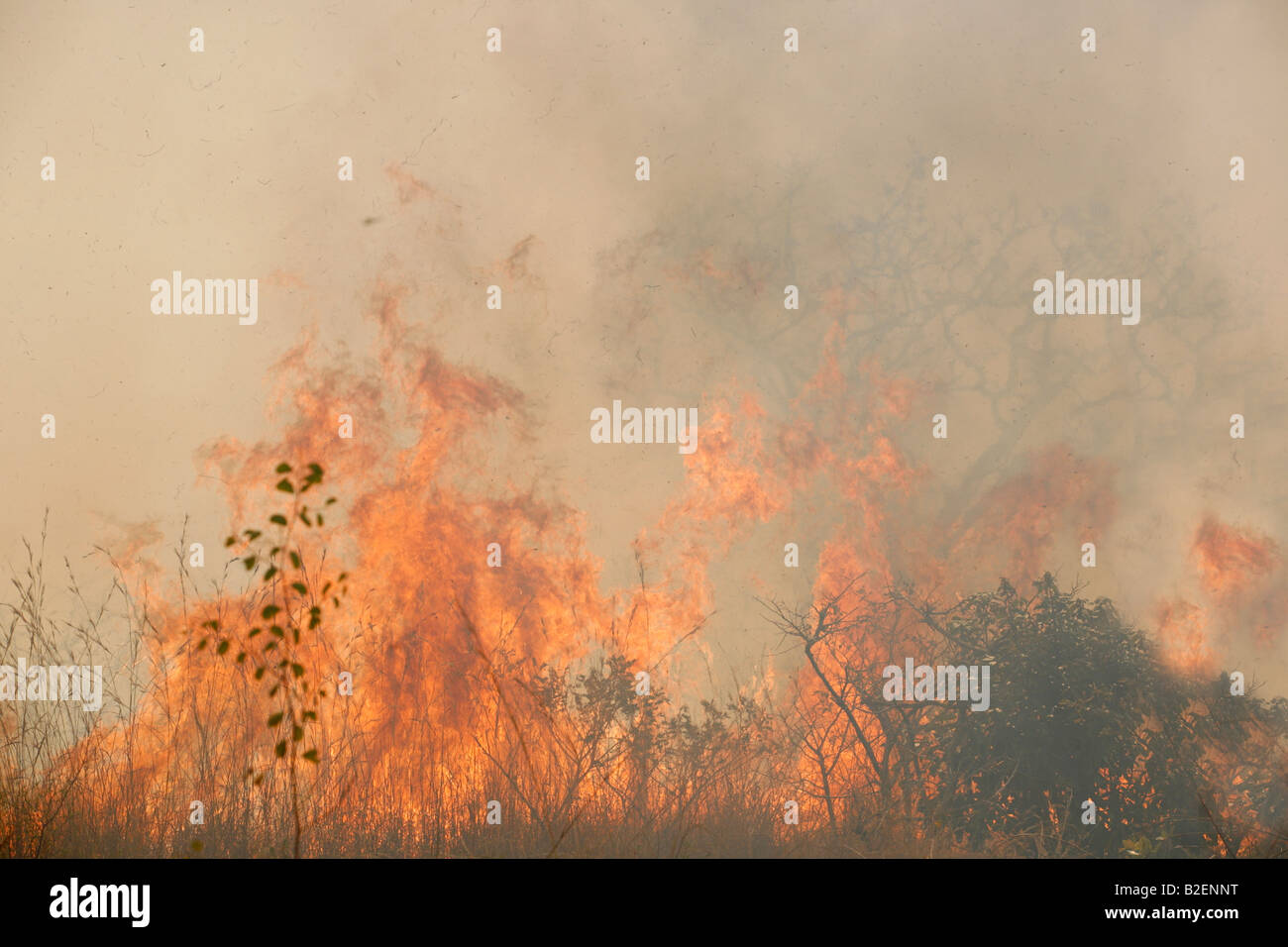 Bush fire season hi-res stock photography and images - Alamy