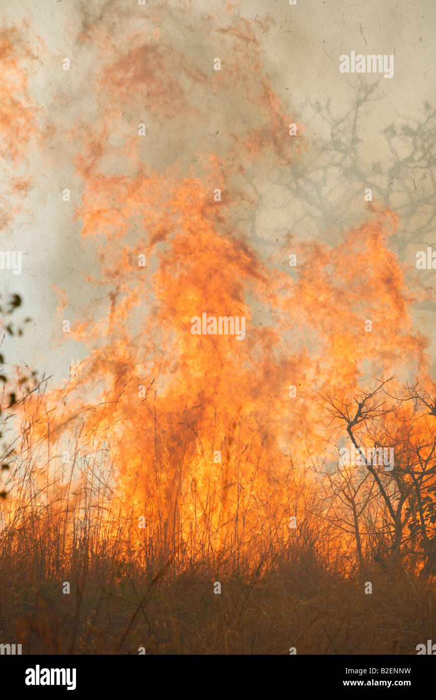Bush fire during the dry season in the bushveld Stock Photo - Alamy