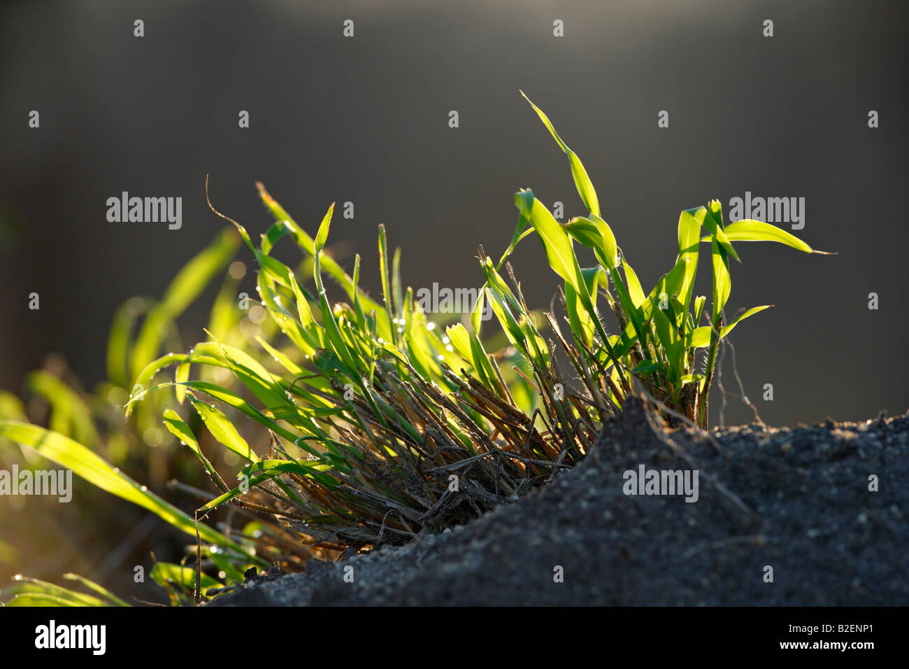 The first green shoots of bushveld grass after spring rains Stock Photo ...