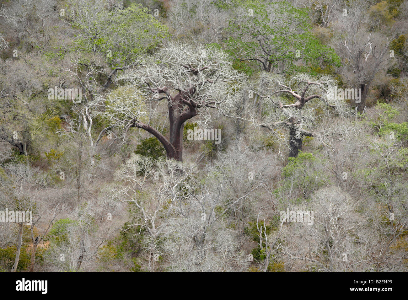 Aerial view two tall Baobab (Adansonia digitata) trees reaching above ...