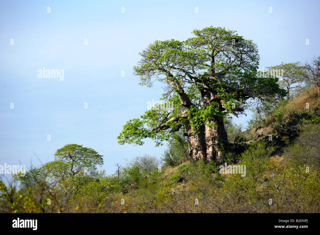 A large Baobab tree in full leaf growing on a hillside overlooking ...
