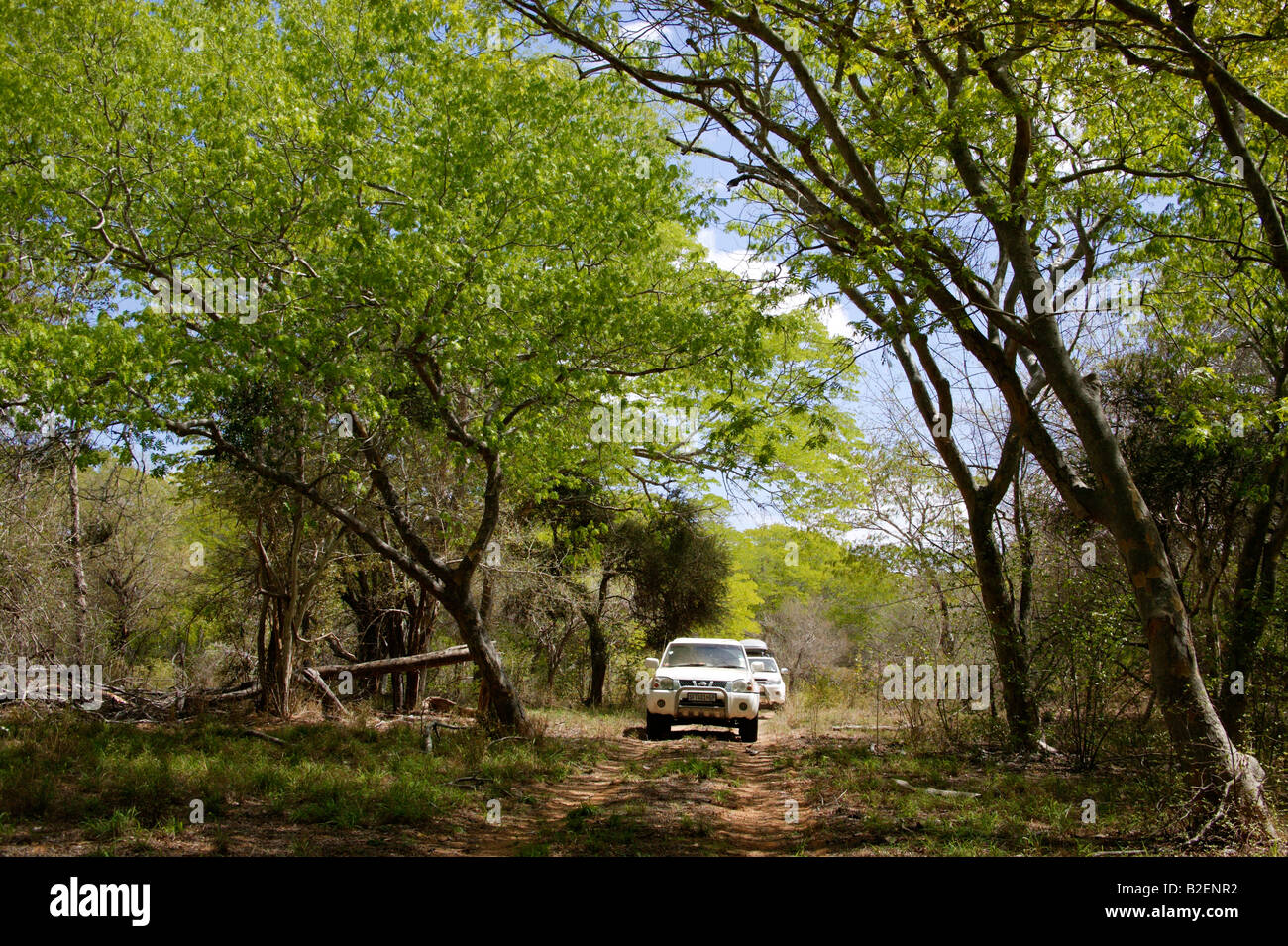 Vehicles on a 4X4 track through dense miombo woodland in rural ...