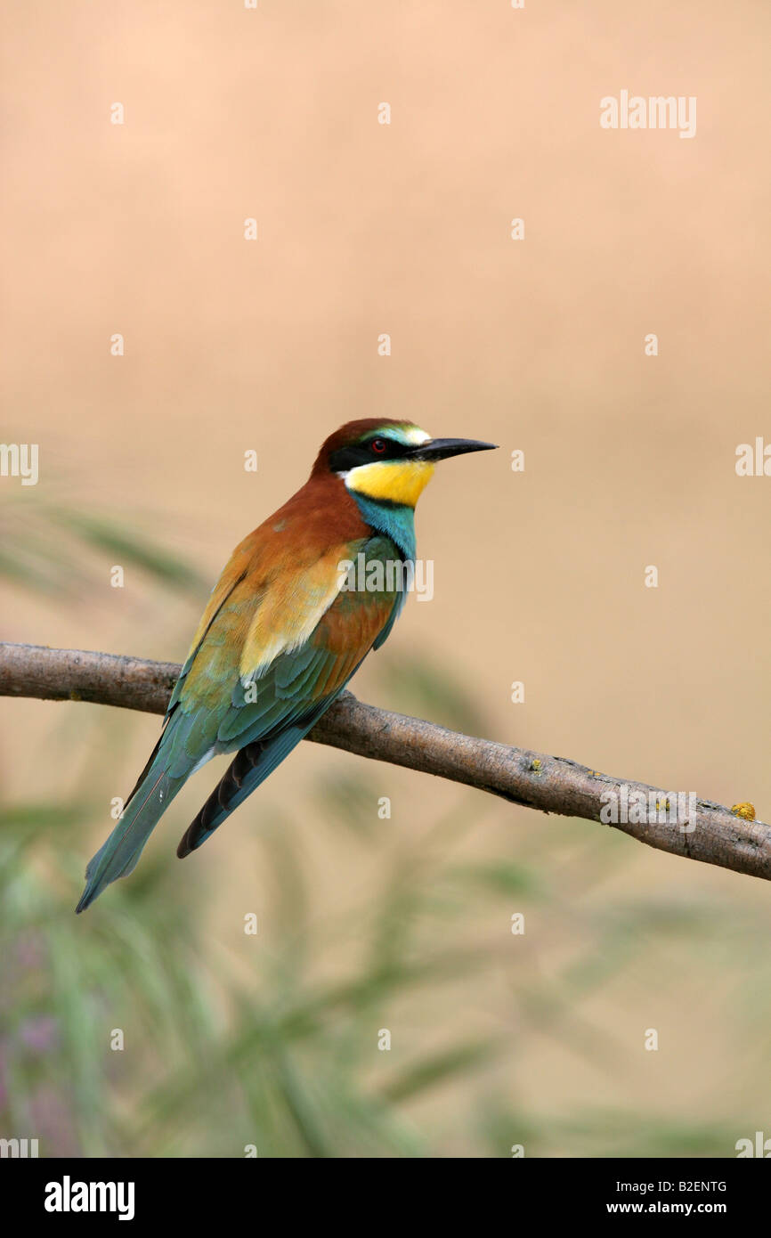 European Bee eater Merops apiaster at nest hole by Spanish river Stock ...