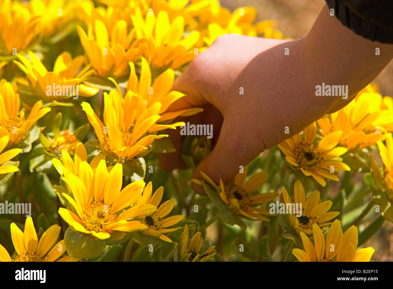 Hand picking flower Stock Photo - Alamy