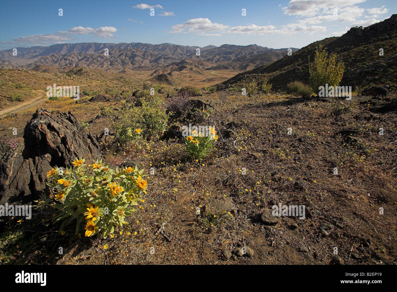 Desert landscape with spring flowers Stock Photo - Alamy