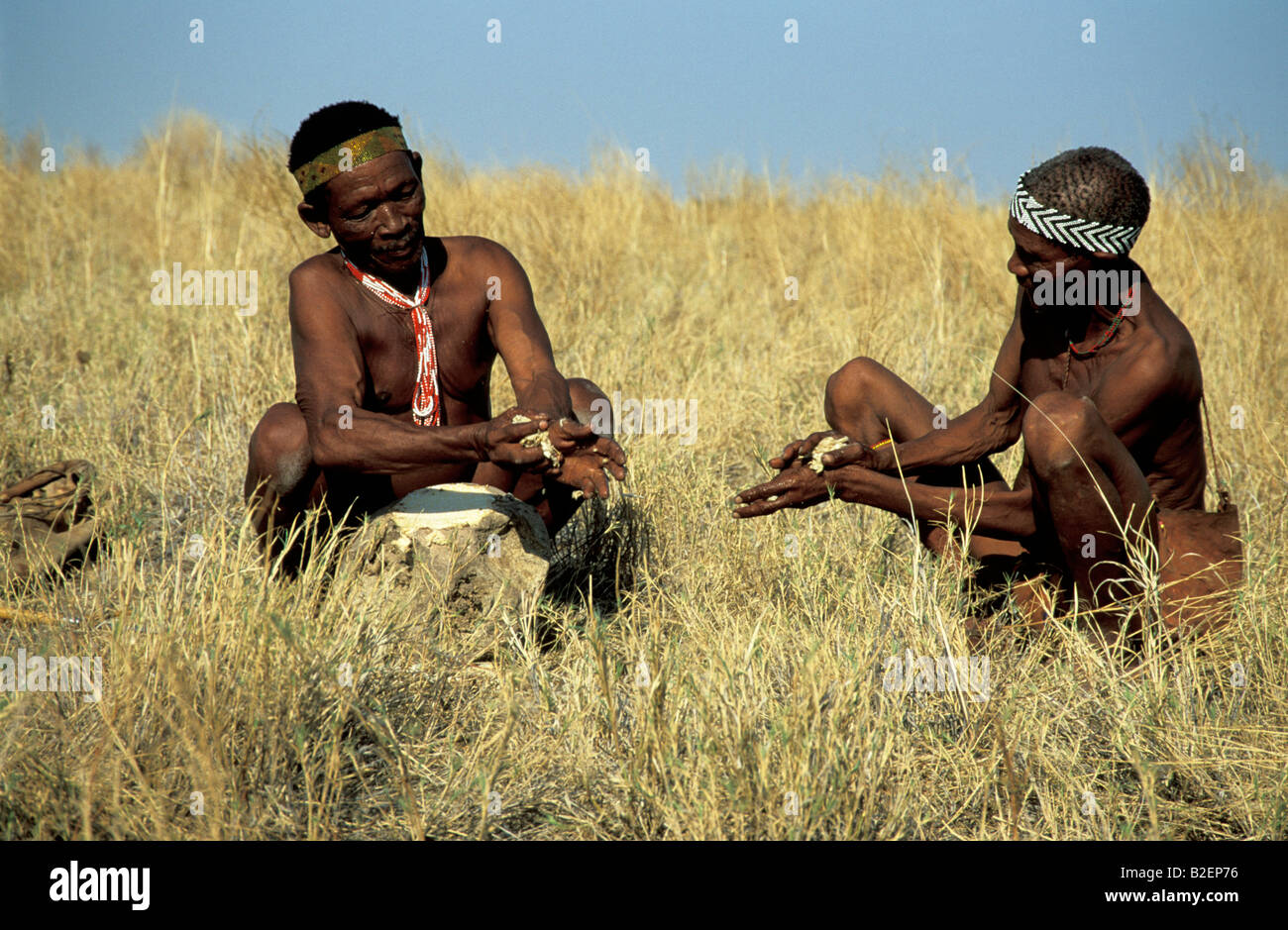 Bushmen food hi-res stock photography and images - Alamy