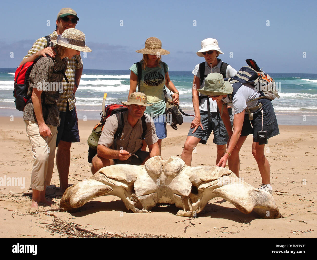 Hikers on the Garden Route trail stop to look at whale bones Stock ...
