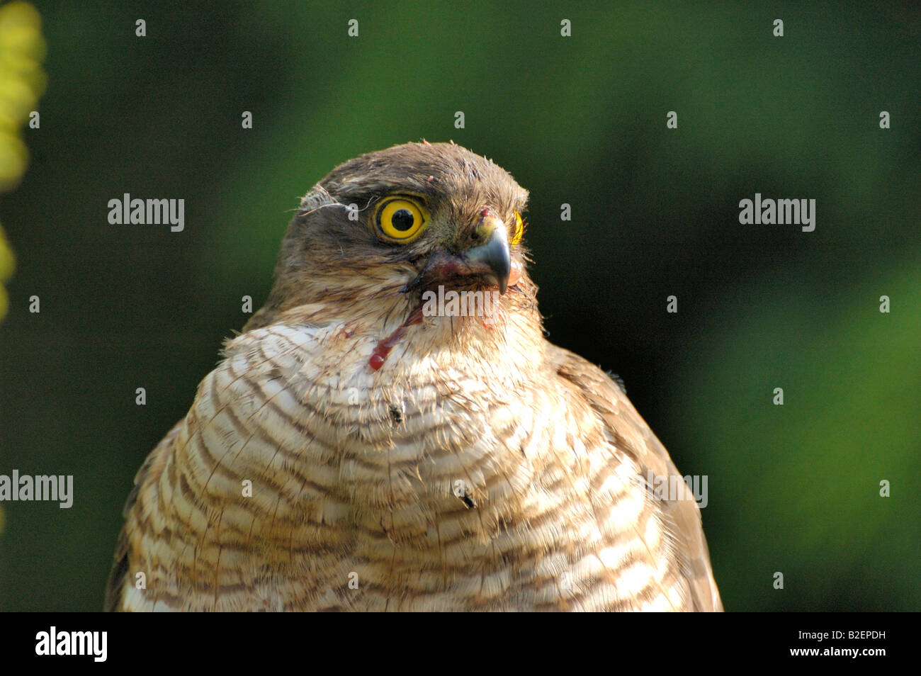 Sparrowhawk (Accipiter nisus), dirty and with full crop after feeding ...