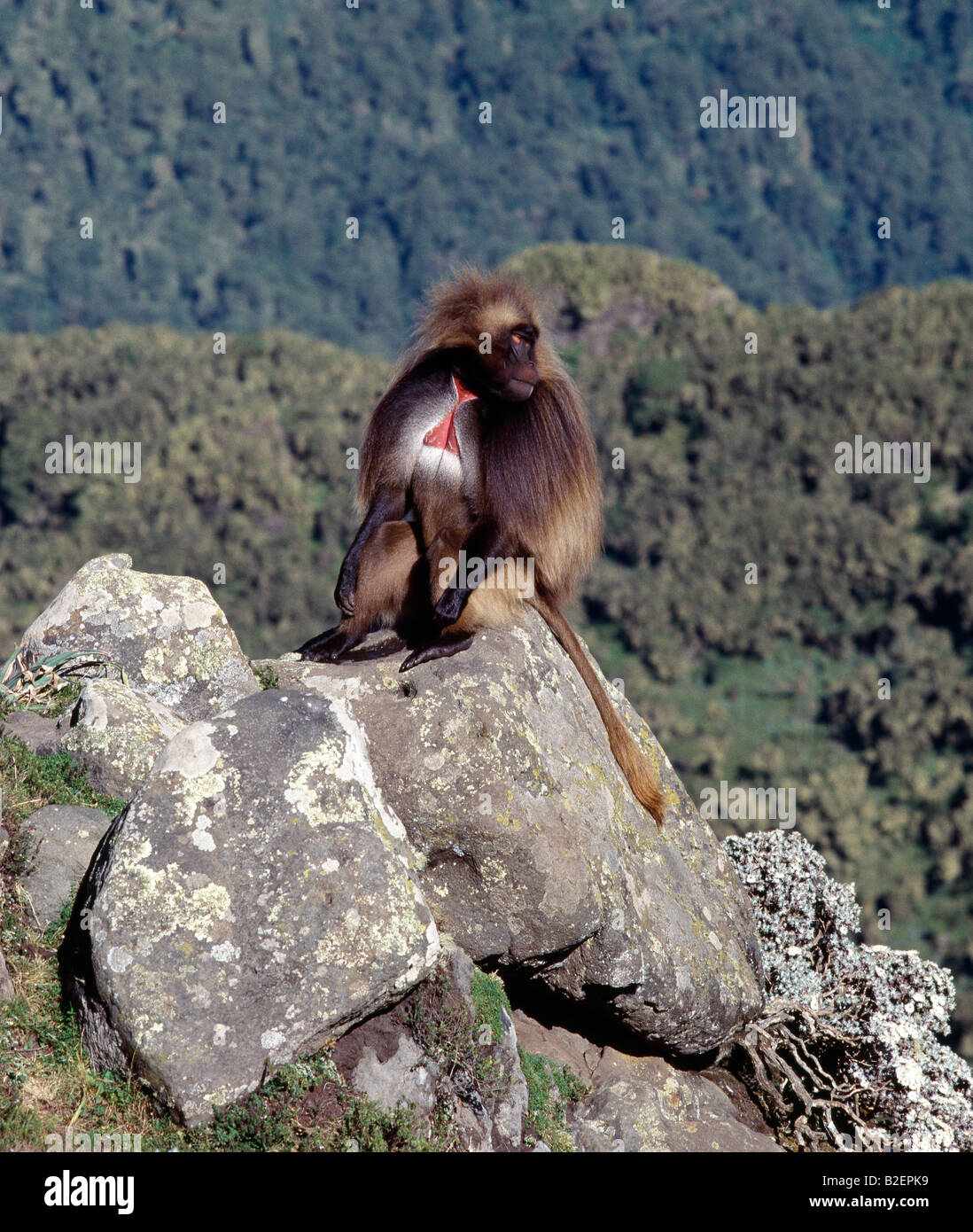 A male Gelada sits on a rock on the western scarp of the Abyssinian ...