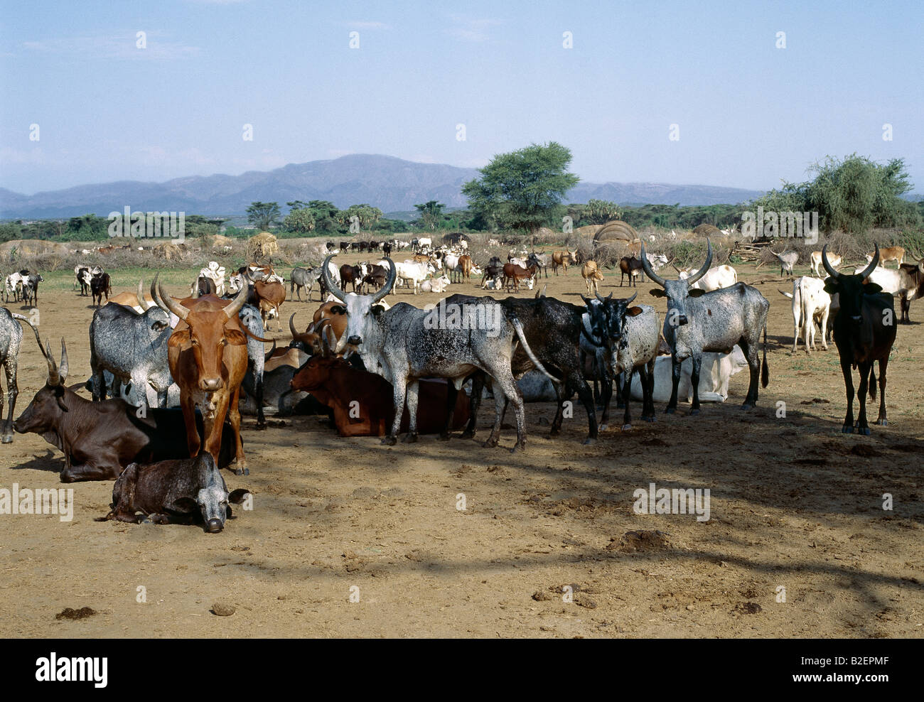 Herd of ethiopian cows hi-res stock photography and images - Alamy