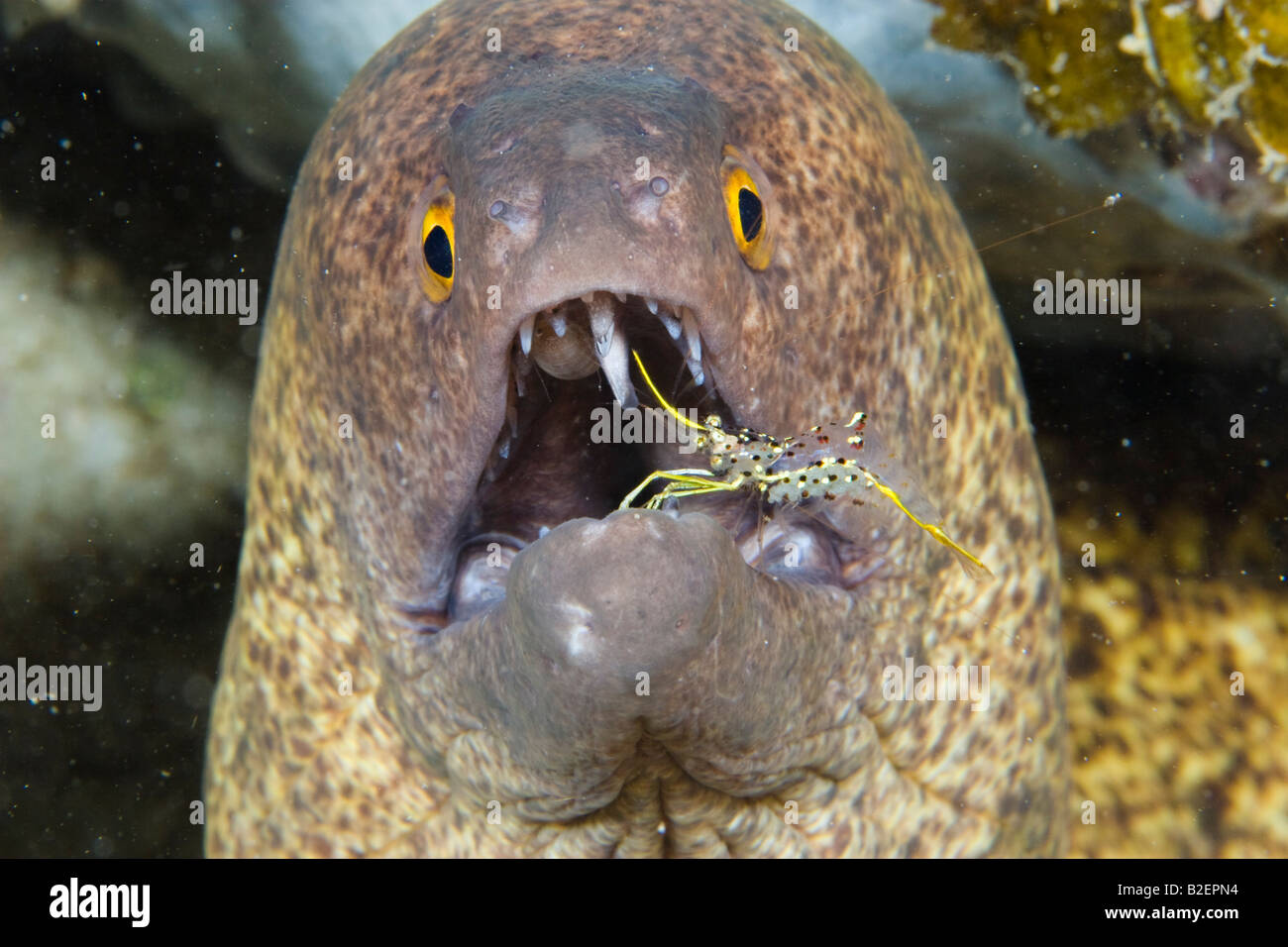 Pacific ocean eel hi-res stock photography and images - Alamy