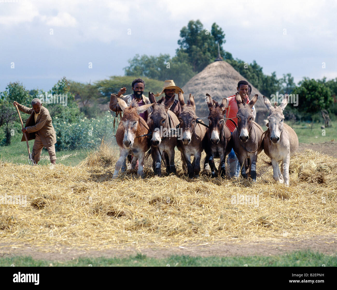 Donkeys trample corn to remove the grain in a typical rural setting ...