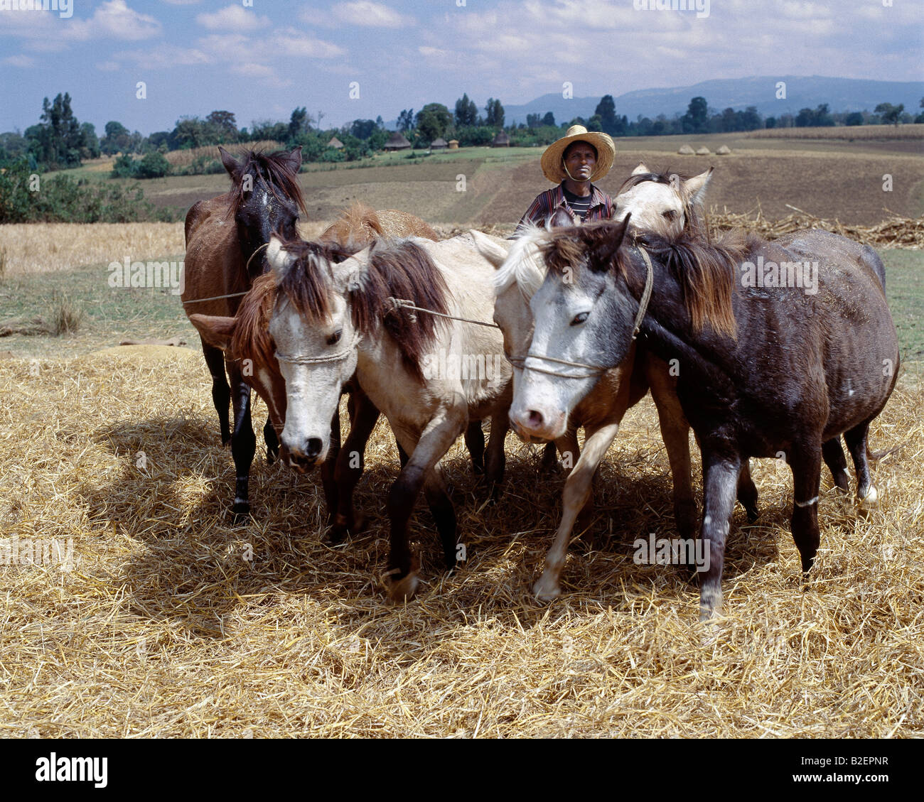 Ponies trample corn to remove the grain in a typical rural setting ...