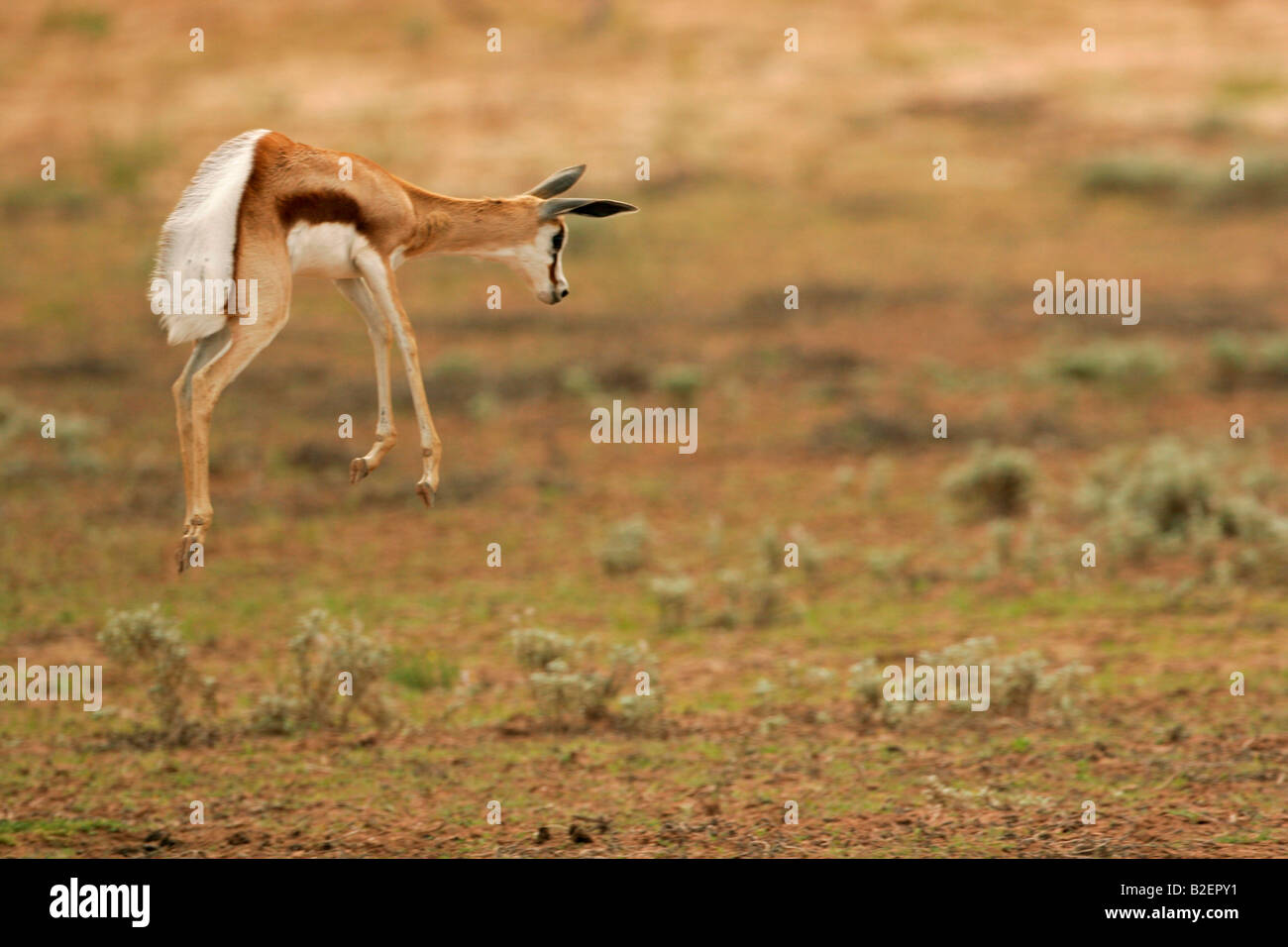 Springbok pronking showing the white fur raised on the lower back Stock ...
