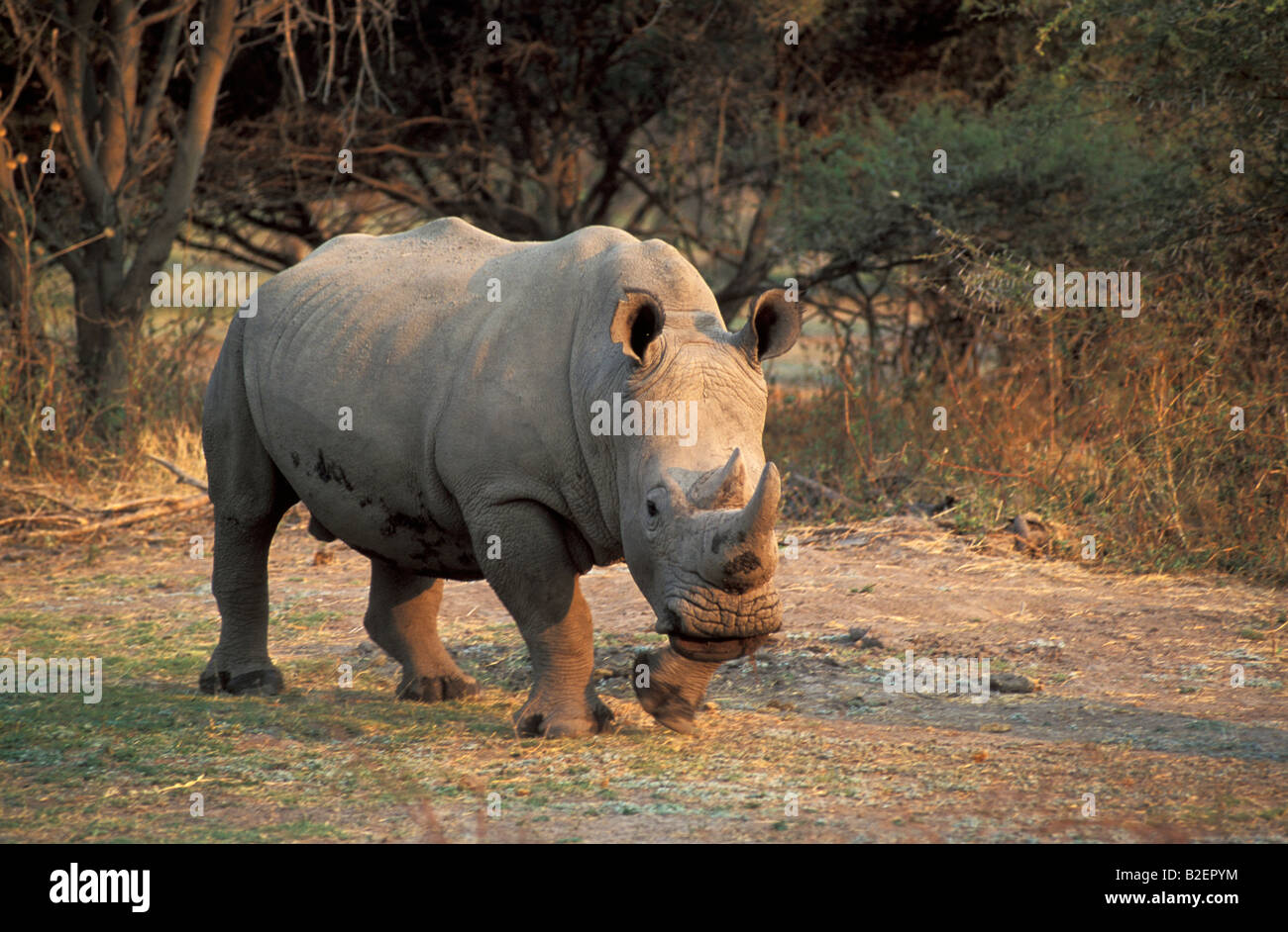 White rhinoceros bull on the move Stock Photo - Alamy