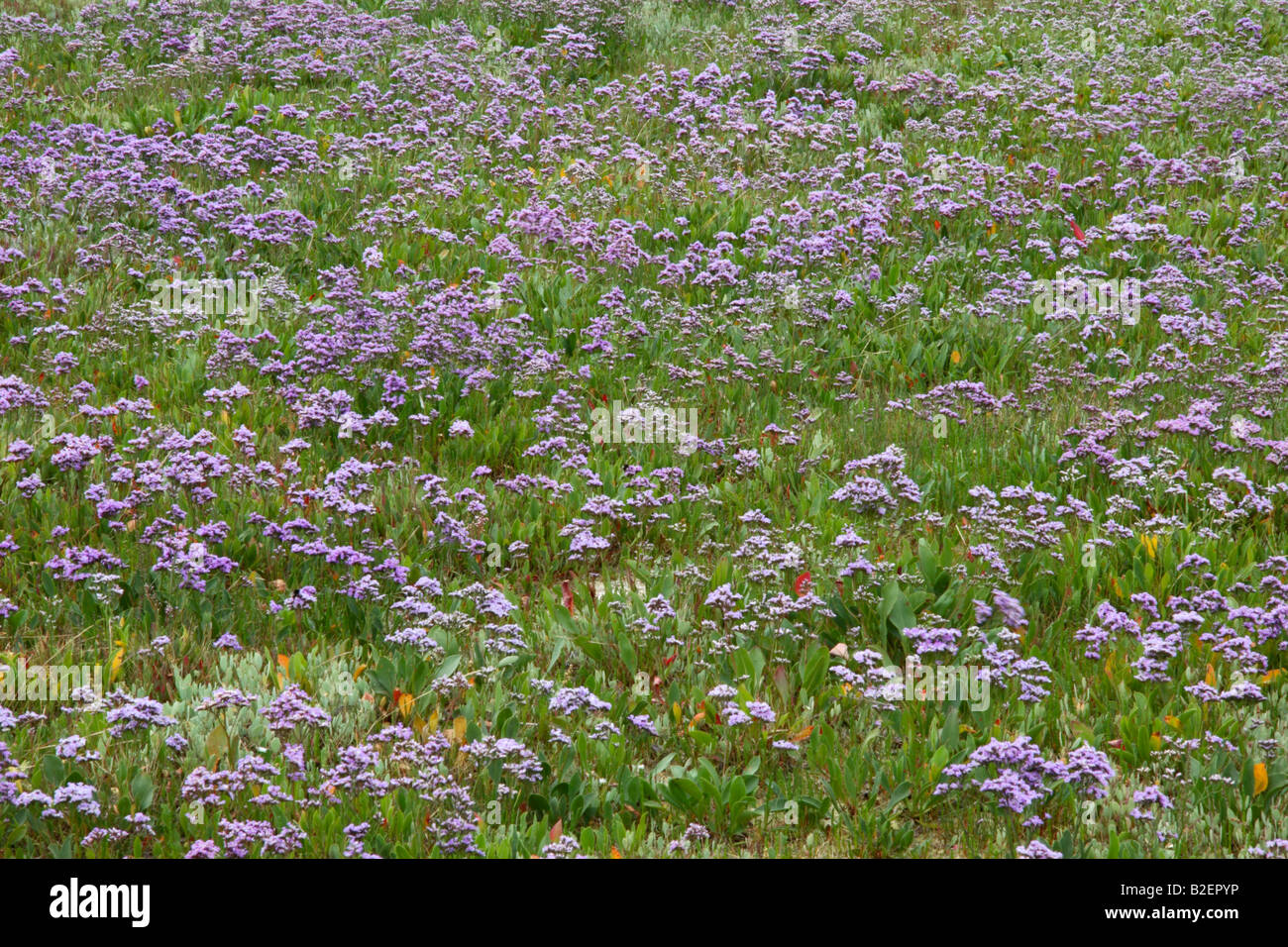 Sea lavender britain hi-res stock photography and images - Alamy