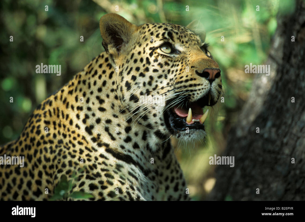 Adult leopard looking hi-res stock photography and images - Alamy