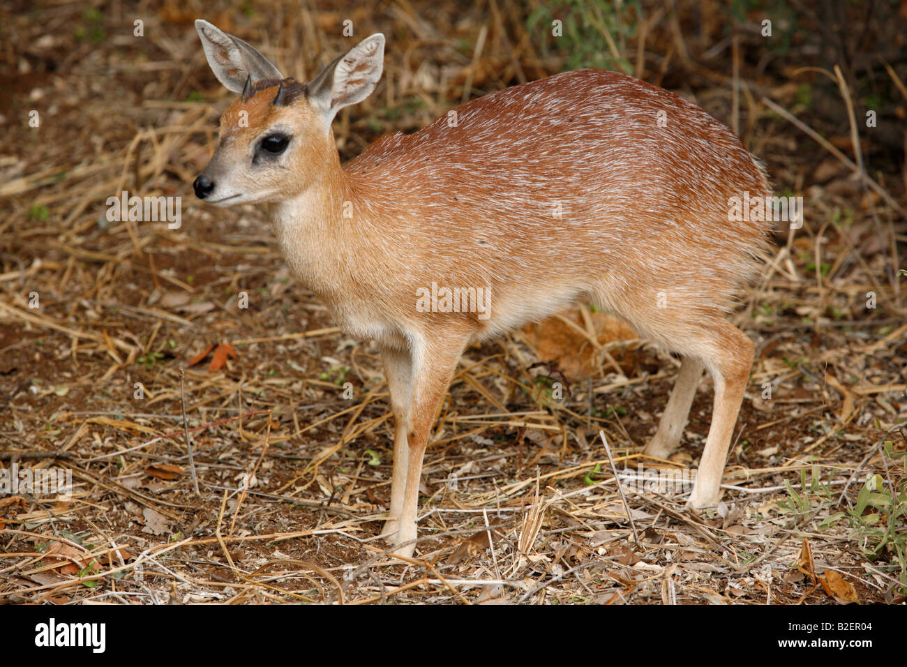 Grysbok antelope hi-res stock photography and images - Alamy