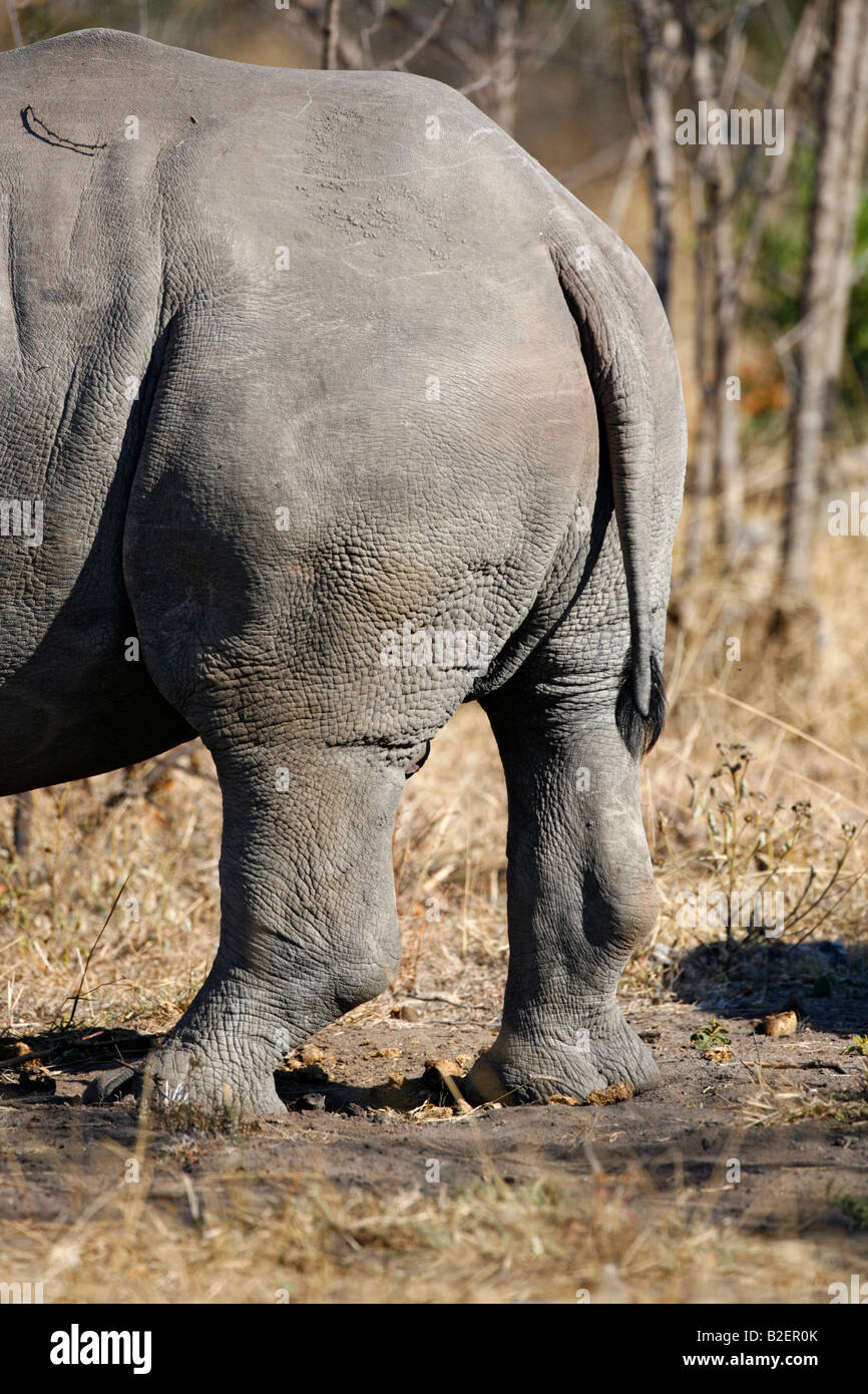 Rhino backside hi-res stock photography and images - Alamy