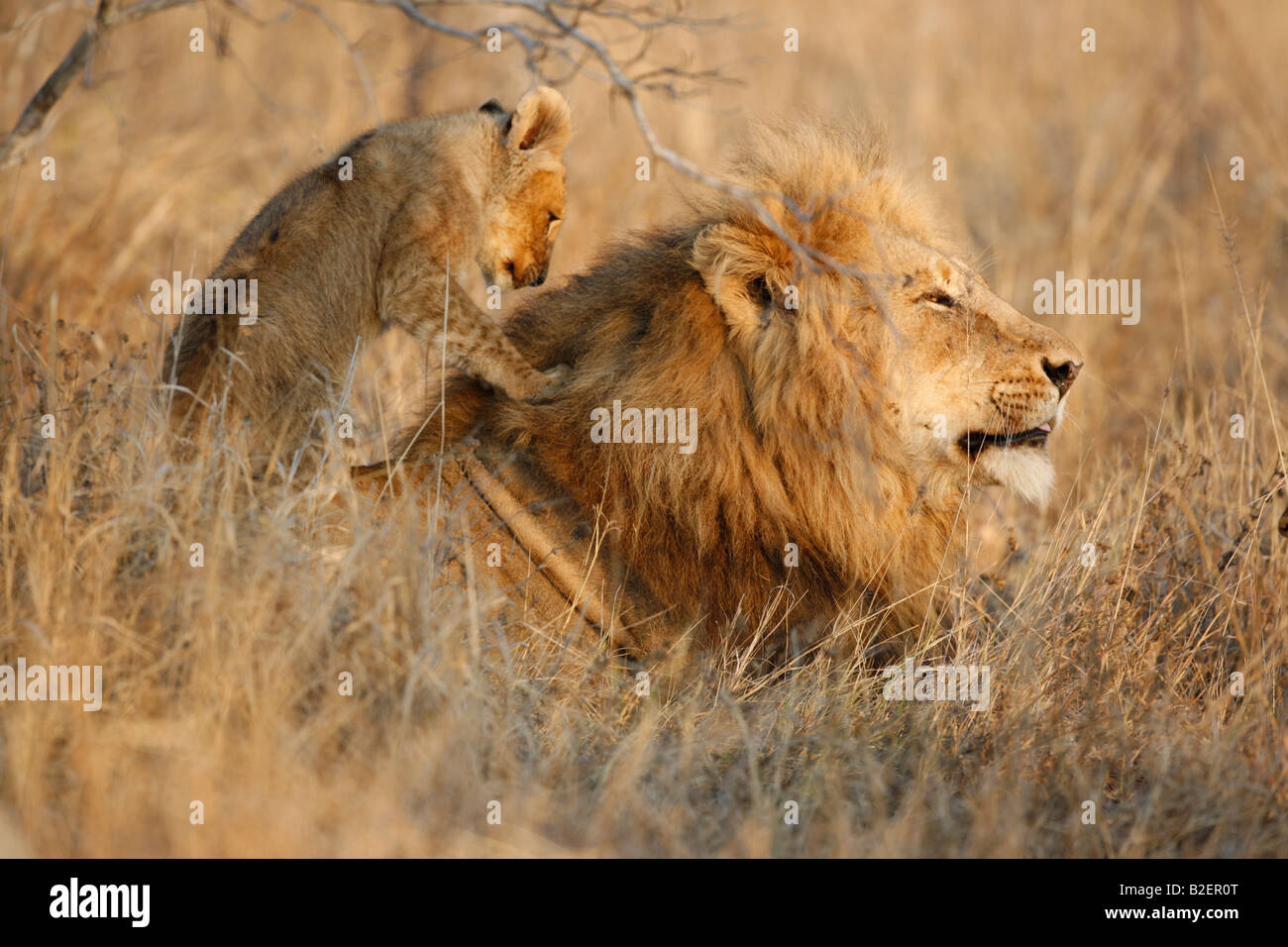 Father son lion male lion hi-res stock photography and images - Alamy
