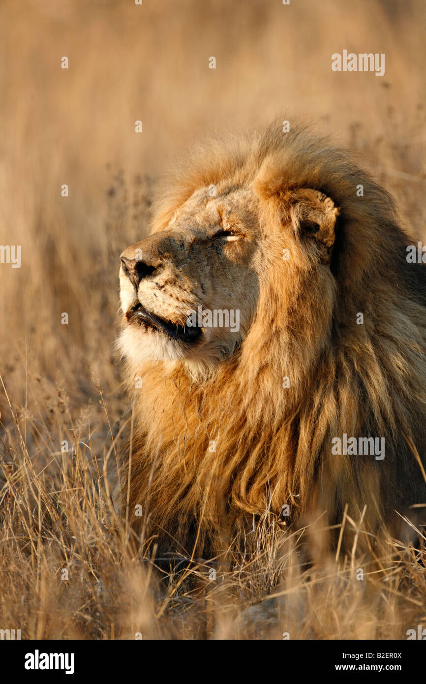 Sniffing scent hi-res stock photography and images - Alamy