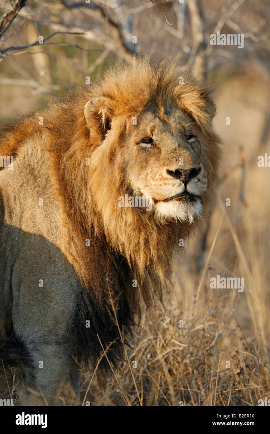 Side view portrait of a male lion standing in bushveld Stock Photo - Alamy