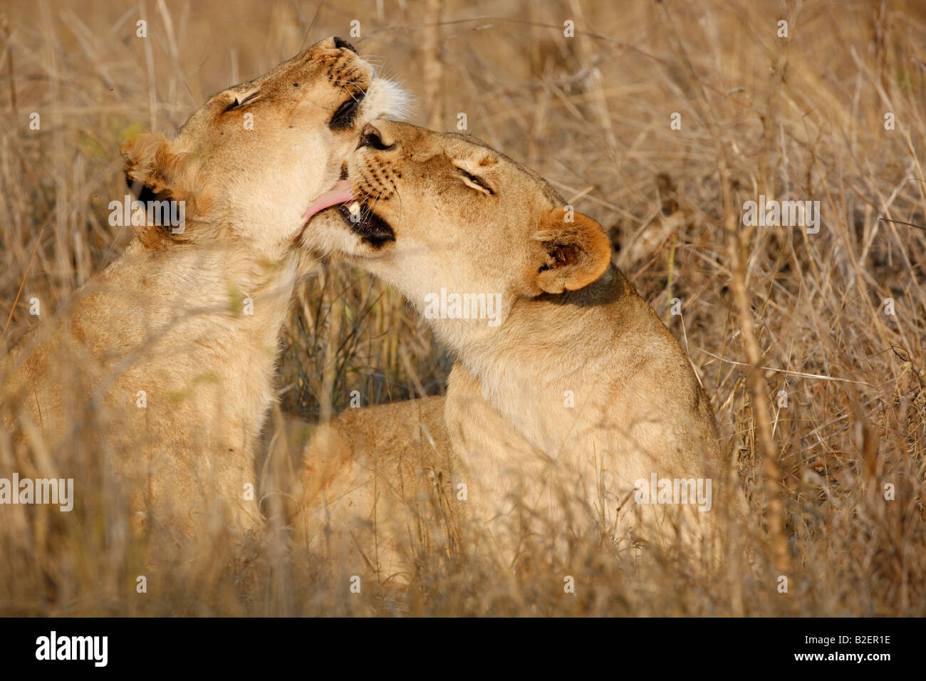 Grooming each other hi-res stock photography and images - Alamy