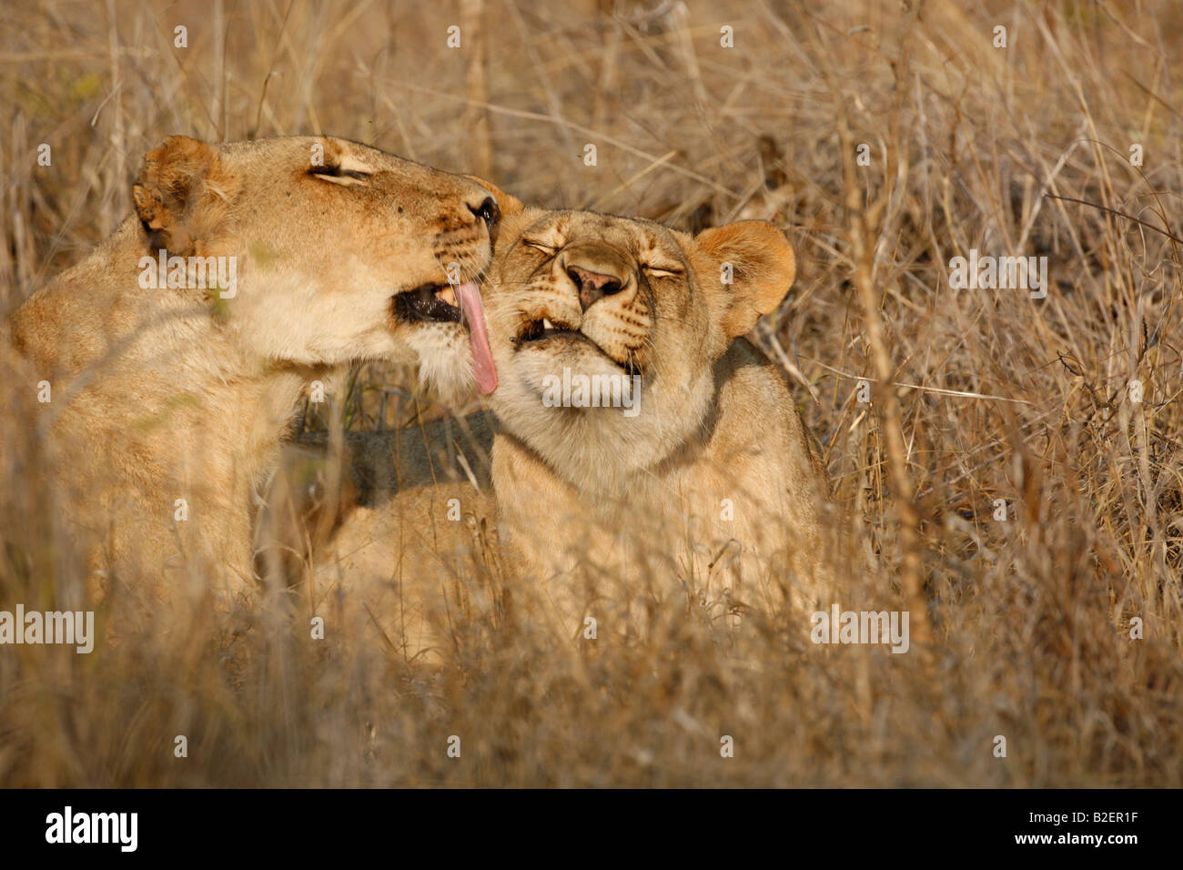 Lion pulling face hi-res stock photography and images - Alamy