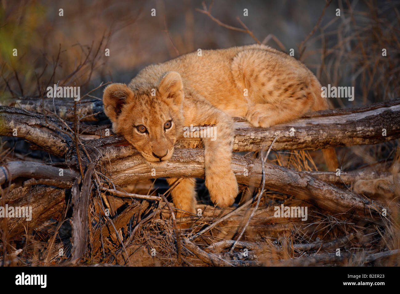 A lion cub hanging listlessly on scrub Stock Photo - Alamy