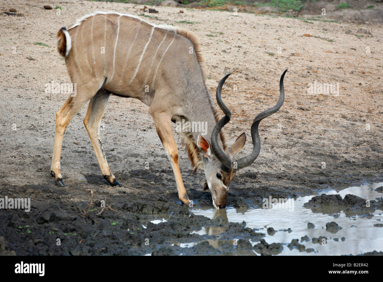 Kudu hi-res stock photography and images - Alamy