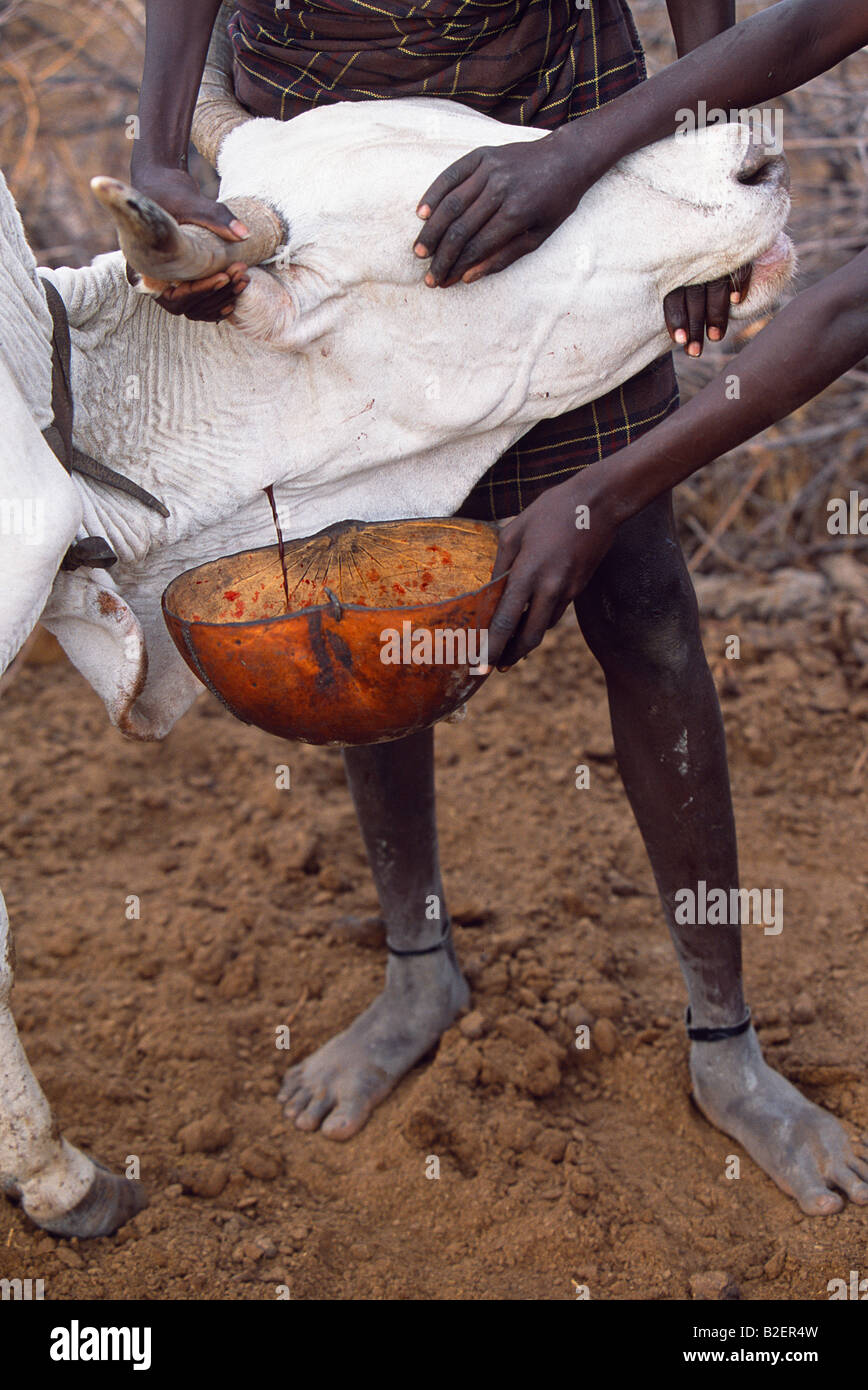 A Nyangatom boy catches blood from the artery of a cow in a gourd. The ...