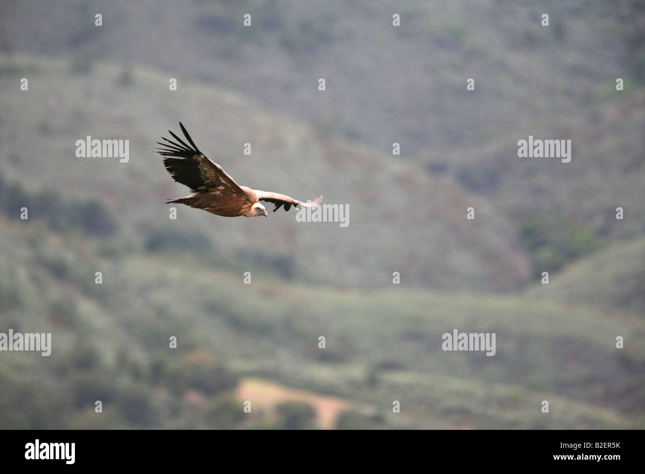 European Griffon Vulture Gyps fulvus flying in Monfrague National Park ...