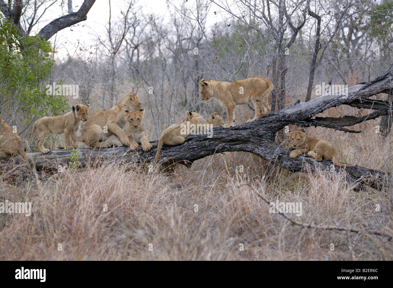 A pride of lion cubs clambering on a log Stock Photo - Alamy