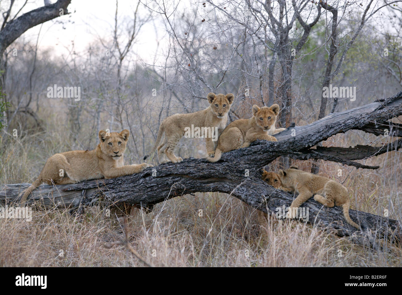Four lion cubs clambering on a log Stock Photo - Alamy
