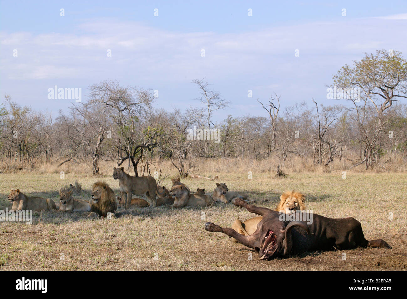 Male lion eating on a buffalo carcass hi-res stock photography and ...