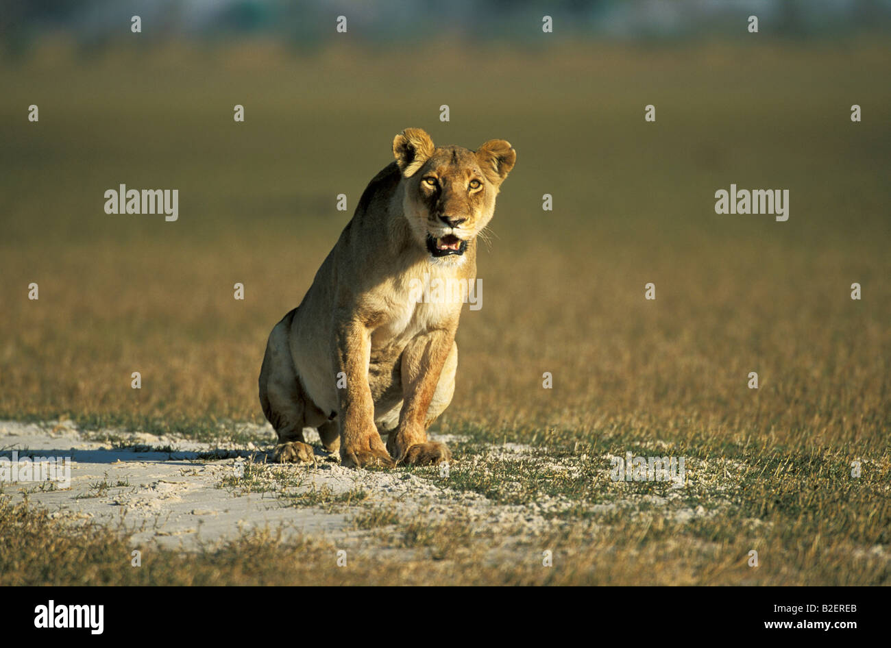 Staring forwards hi-res stock photography and images - Alamy