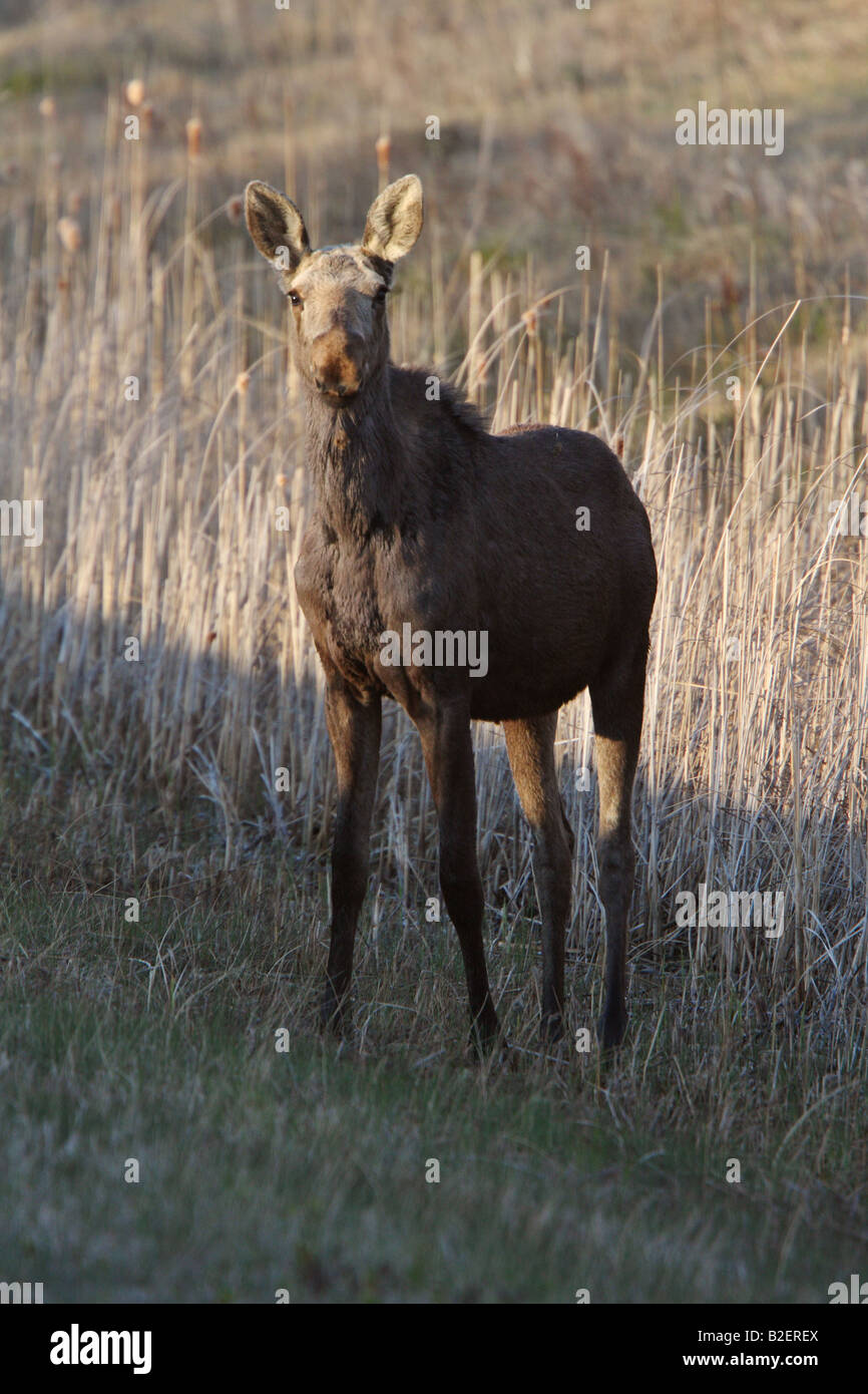 Young female moose on Hecla Island in Manitoba Stock Photo - Alamy