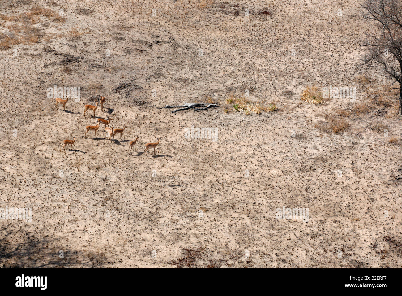 Aerial view of a herd of Impala on open ground Stock Photo - Alamy