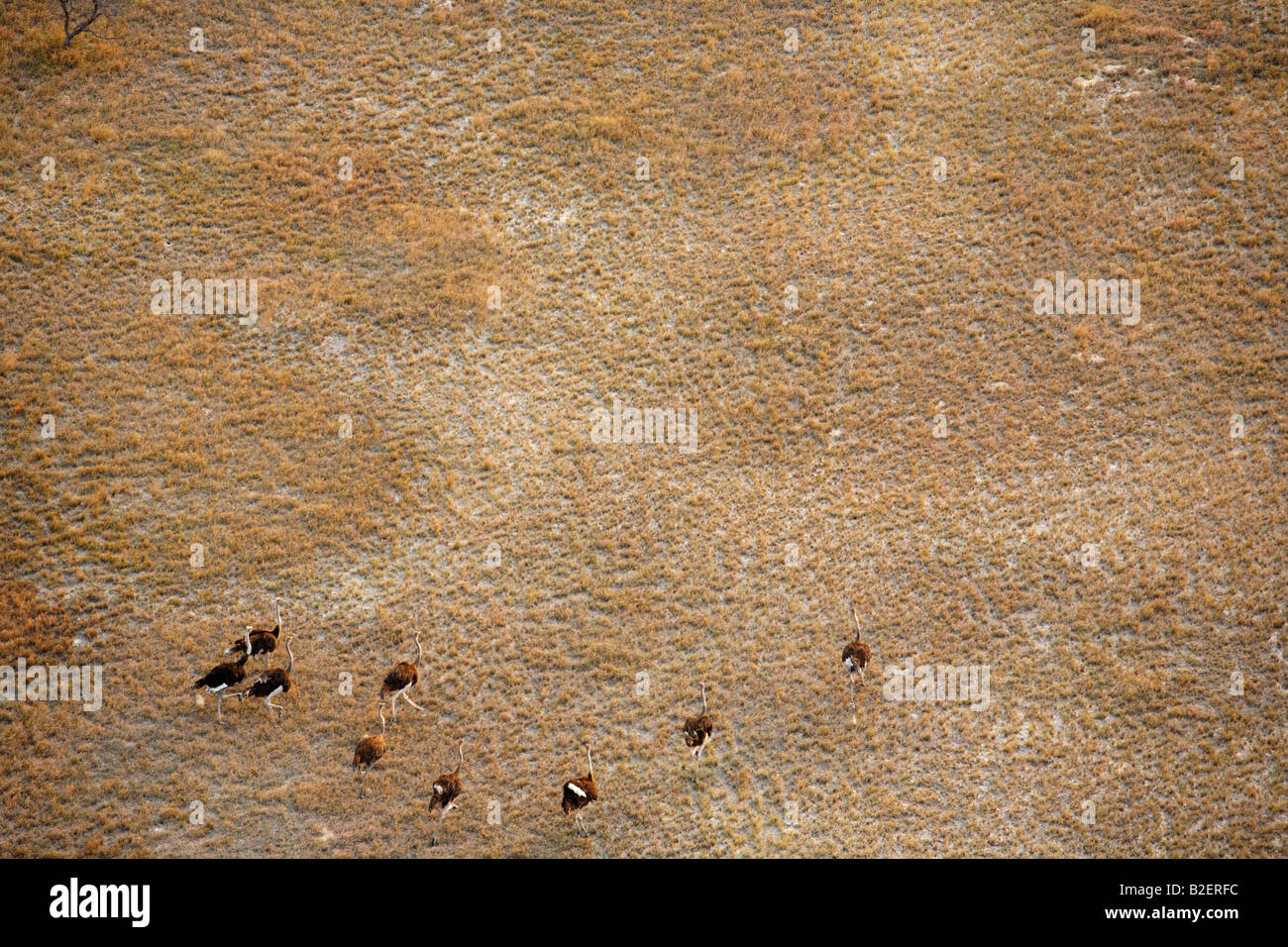 Aerial view of a flock of ostrich Stock Photo - Alamy