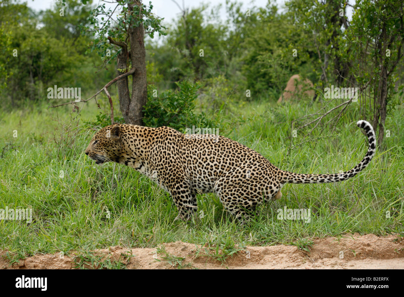 A male leopard marking its territory Stock Photo - Alamy
