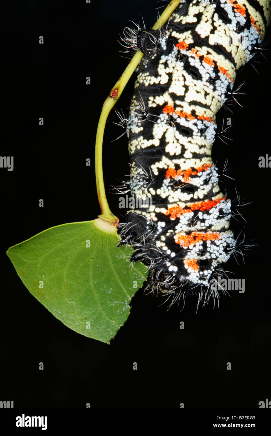 Mopane worms hi-res stock photography and images - Alamy