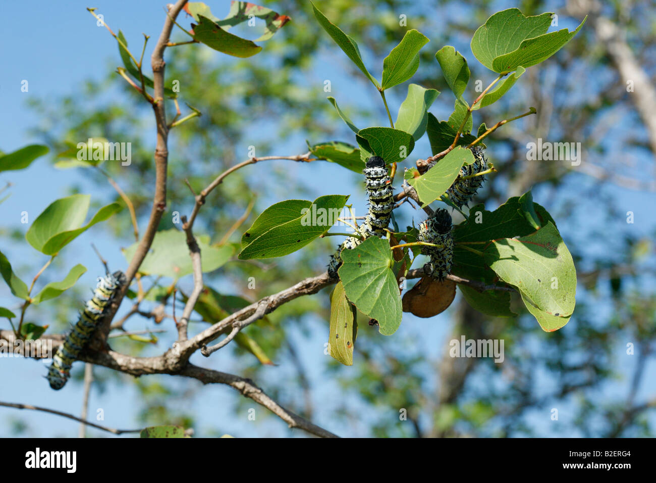 A cluster of mopane worm (Imbrasia belina) feeding on mopane leaves ...