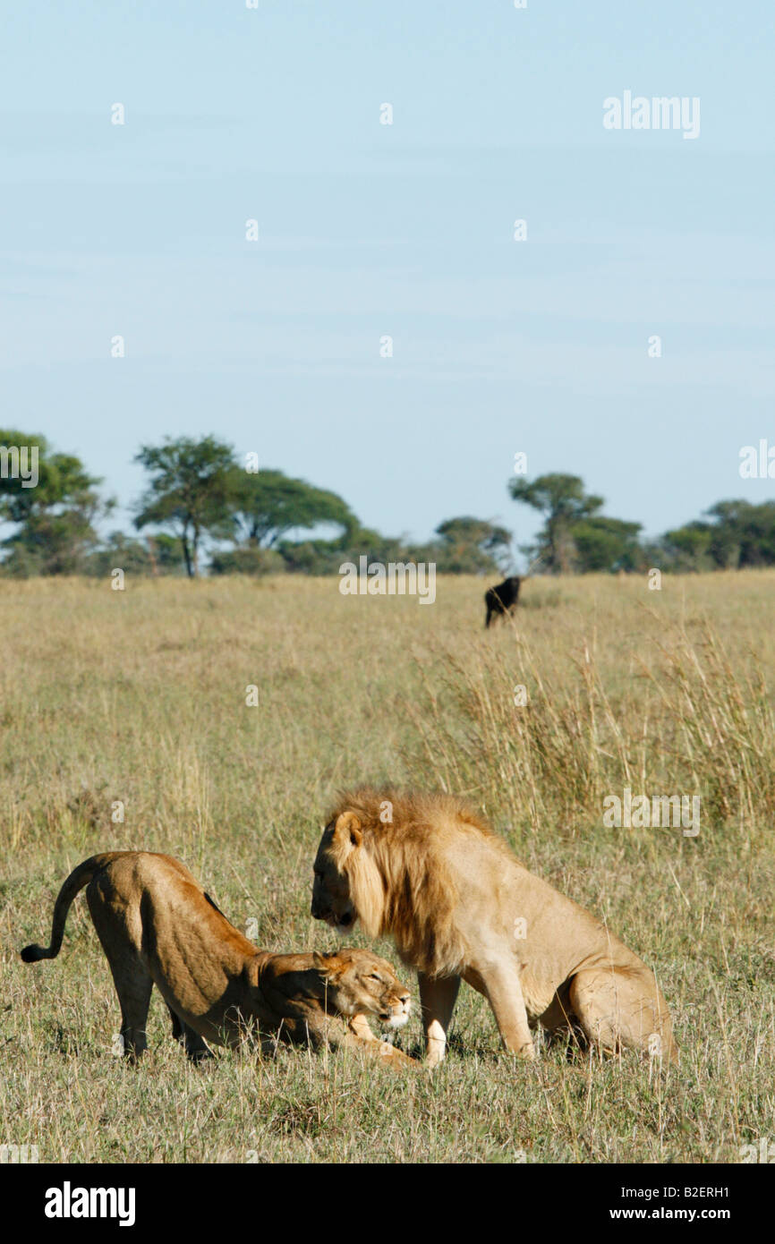 Serengeti wildebeest migration lion hi-res stock photography and images ...