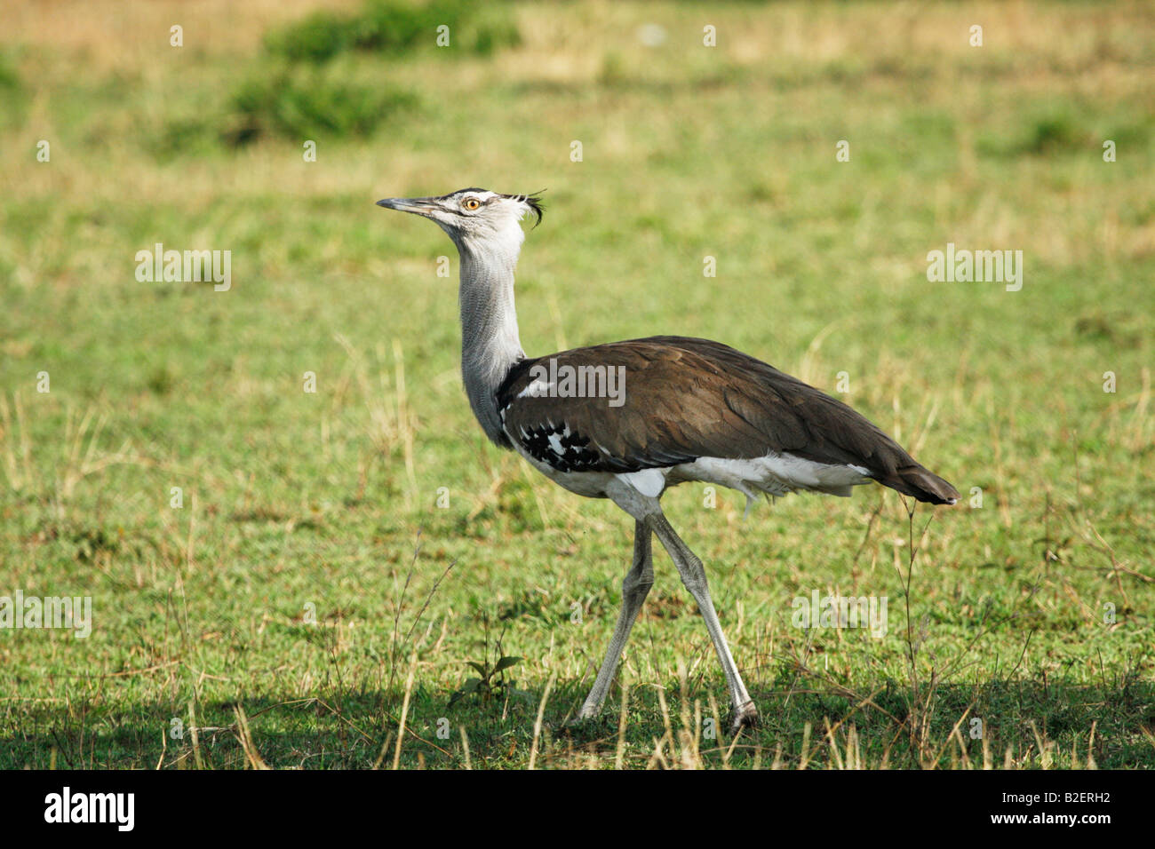 Kori Bustard (Ardeotis kori Stock Photo - Alamy